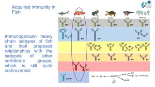 Immunology of aquatic animals | PDF