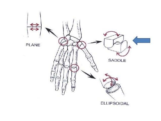 Anatomy and Physiology 6 joints