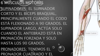 6 KINESIOLOGIA DE LA ARTICULACION DE CODO Y ANTEBRAZO.pptx