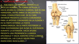6 KINESIOLOGIA DE LA ARTICULACION DE CODO Y ANTEBRAZO.pptx