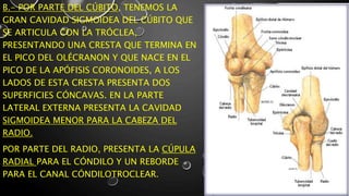 6 KINESIOLOGIA DE LA ARTICULACION DE CODO Y ANTEBRAZO.pptx