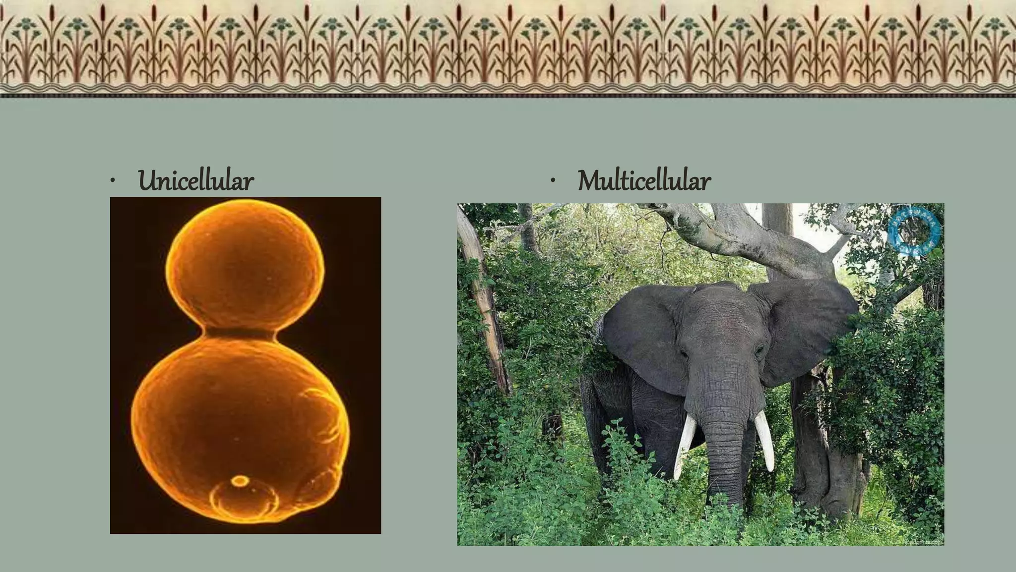 6 kingdoms classification | PPT