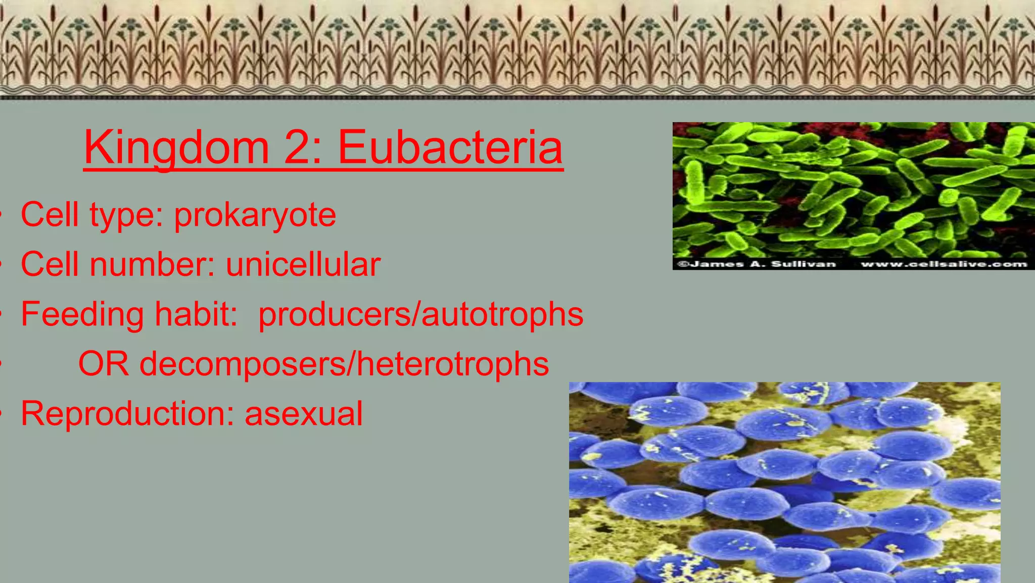 6 kingdoms classification | PPT