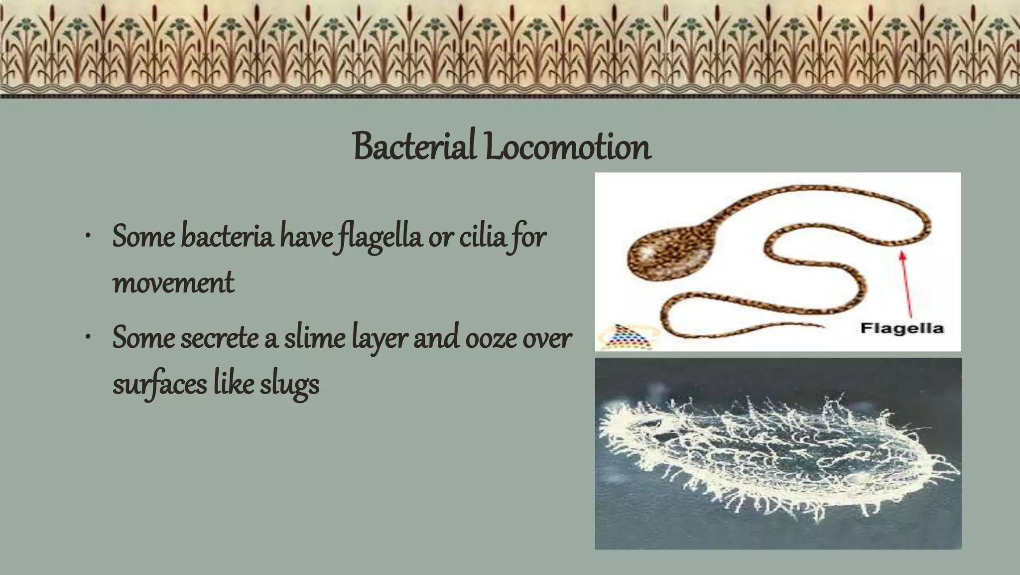 6 kingdoms classification | PPT