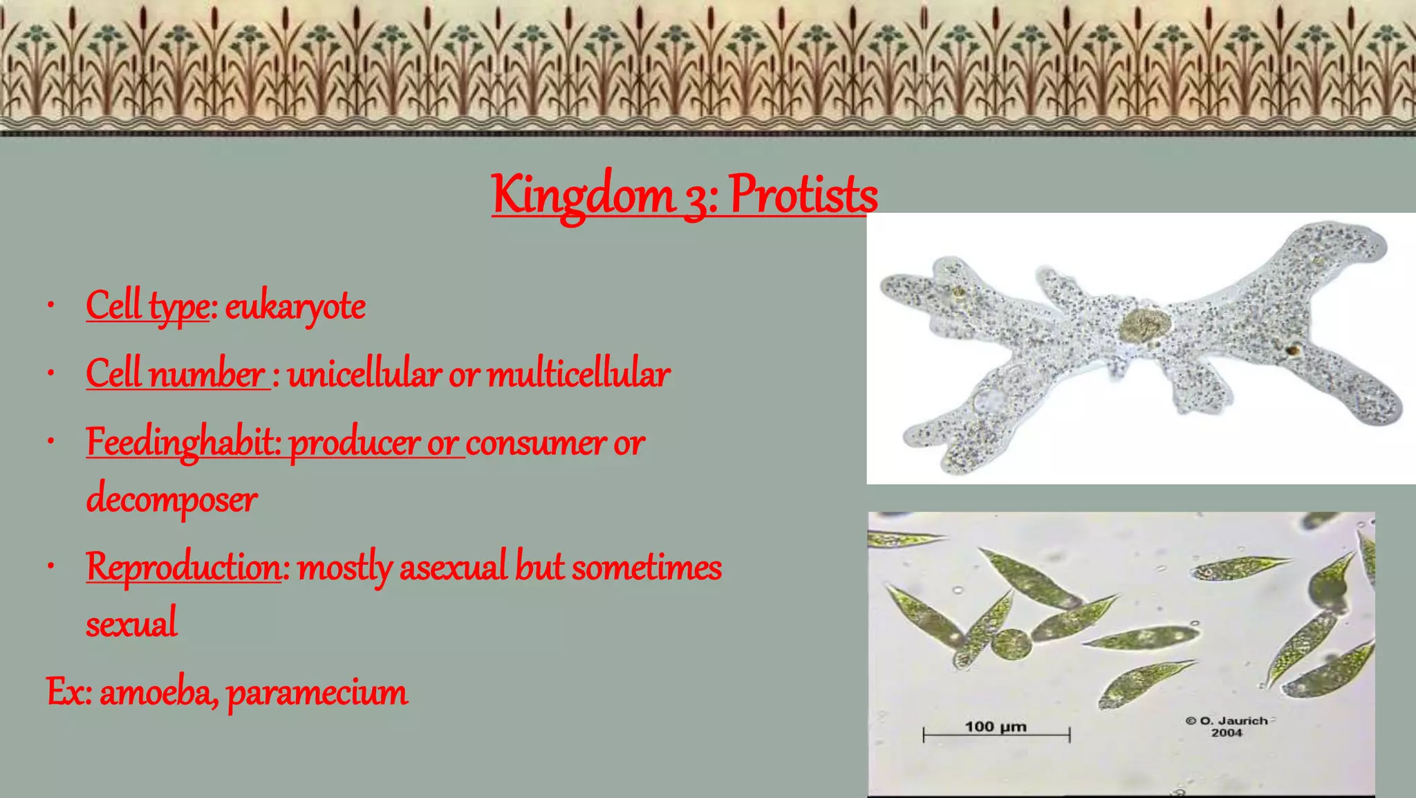 6 kingdoms classification | PPT