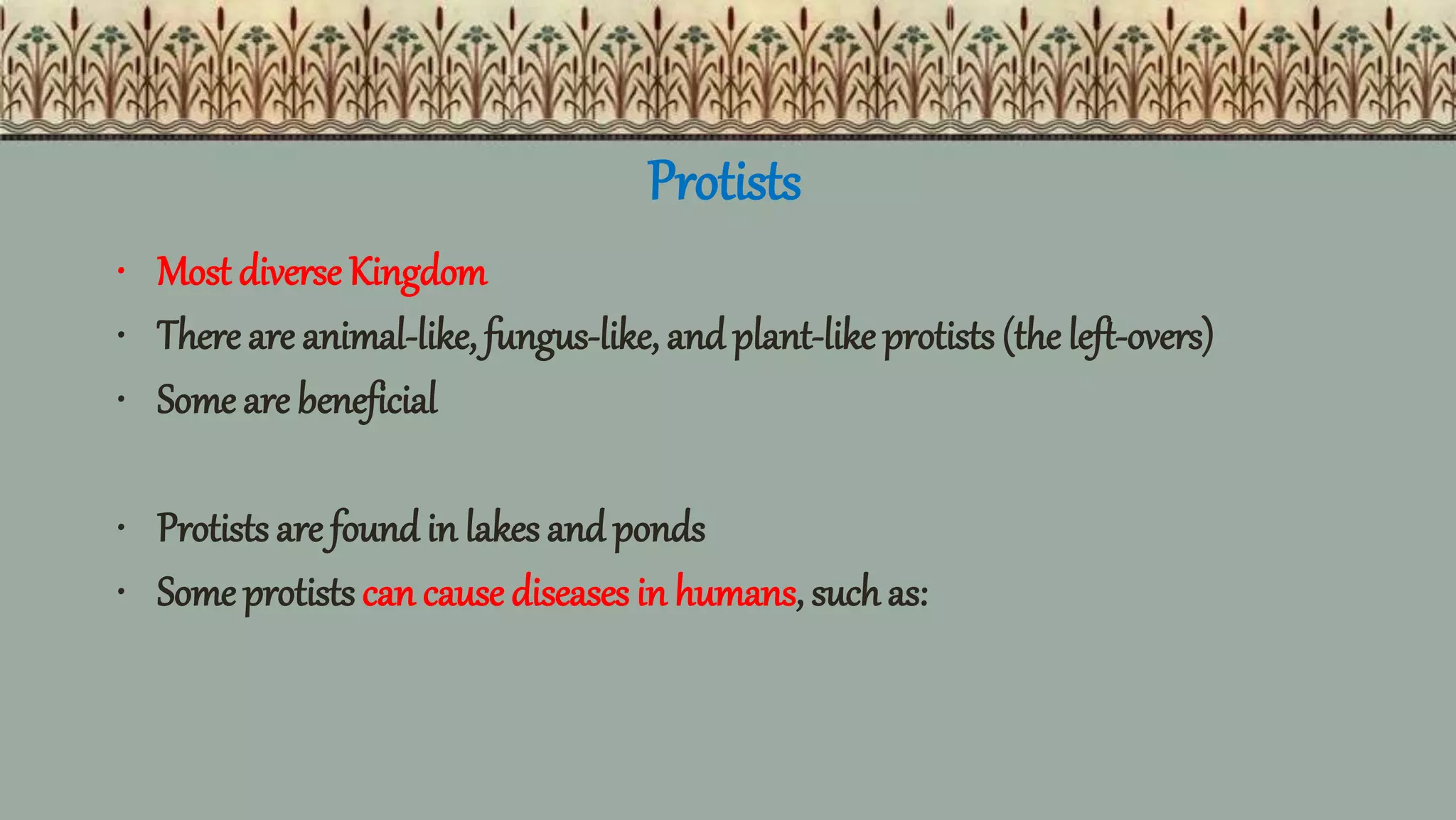 6 kingdoms classification | PPT