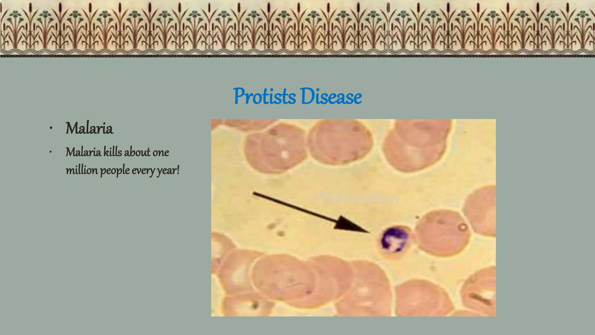 6 kingdoms classification | PPT