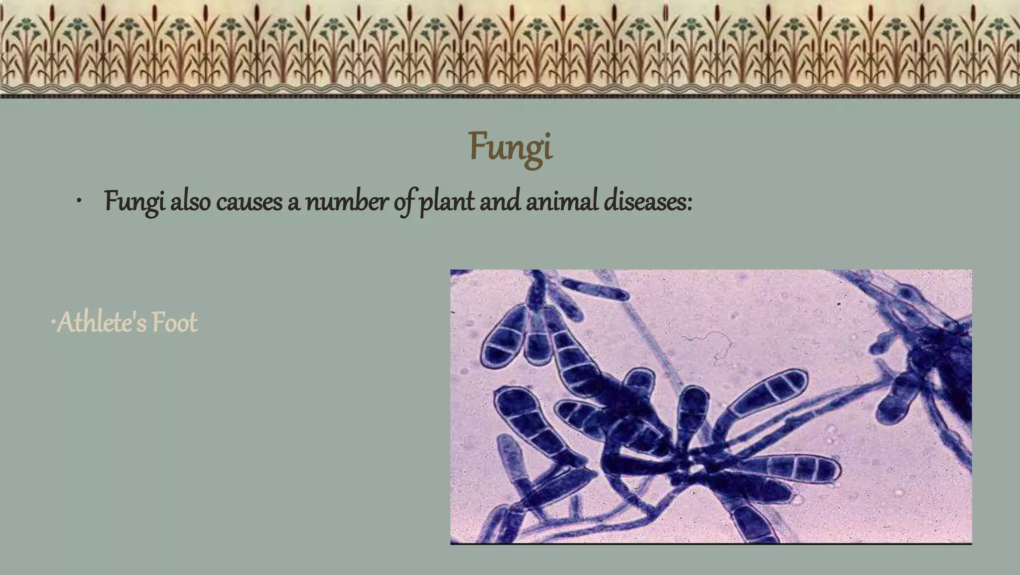 6 kingdoms classification | PPT