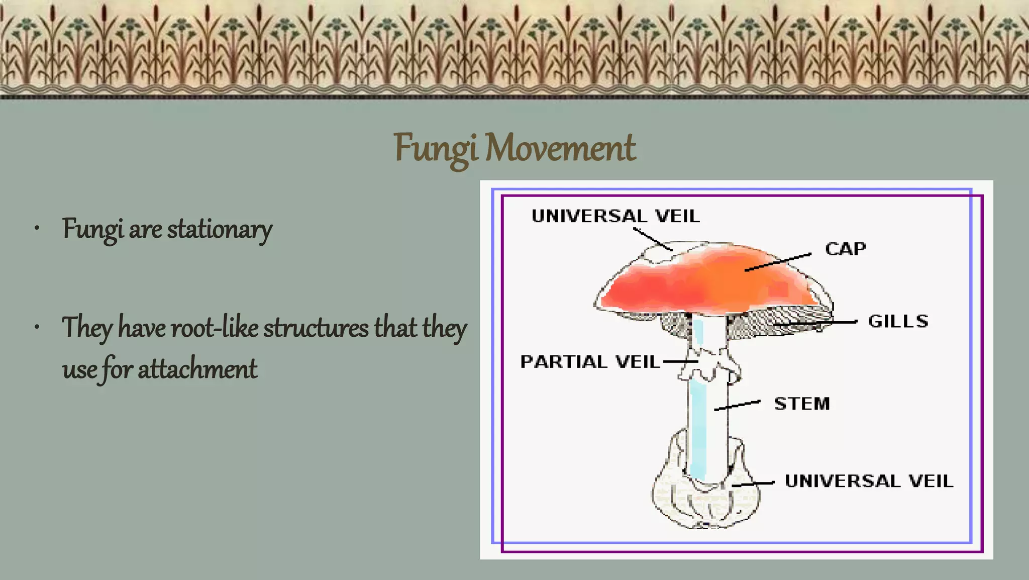 6 kingdoms classification | PPT