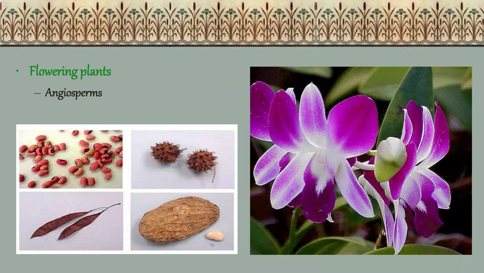 6 kingdoms classification | PPT