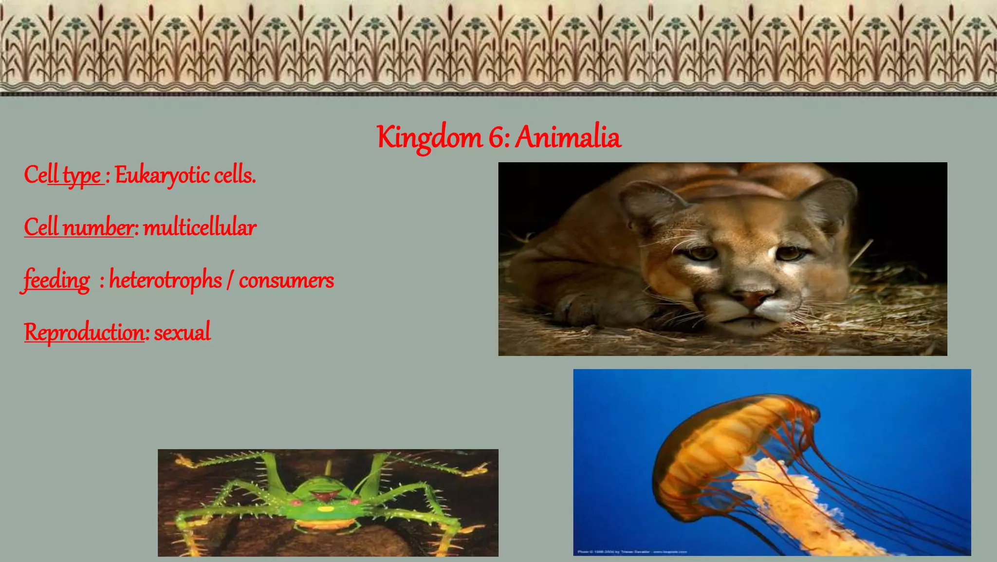 6 kingdoms classification | PPT