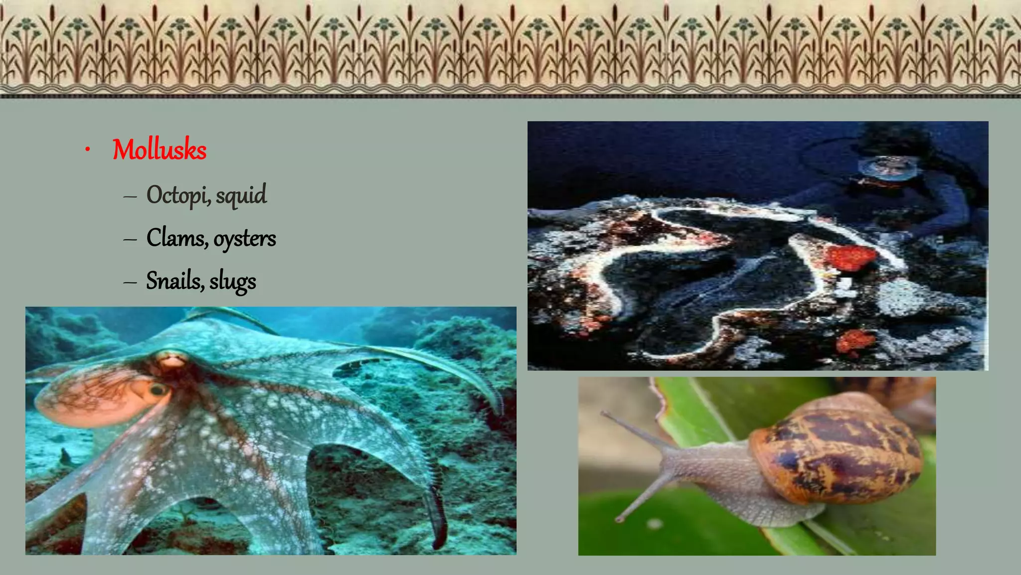 6 kingdoms classification | PPT