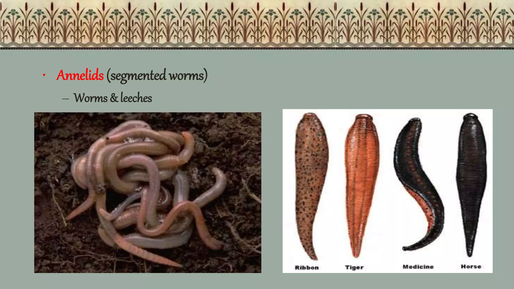 6 kingdoms classification | PPT