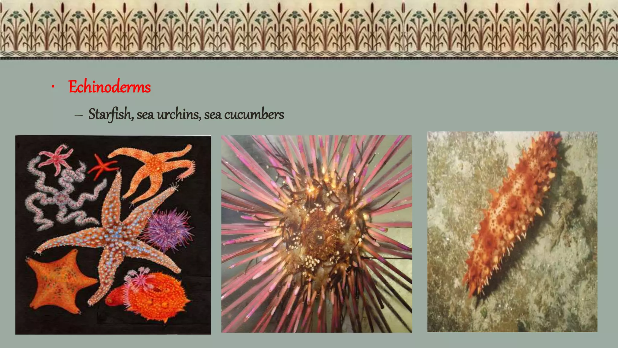 6 kingdoms classification | PPT