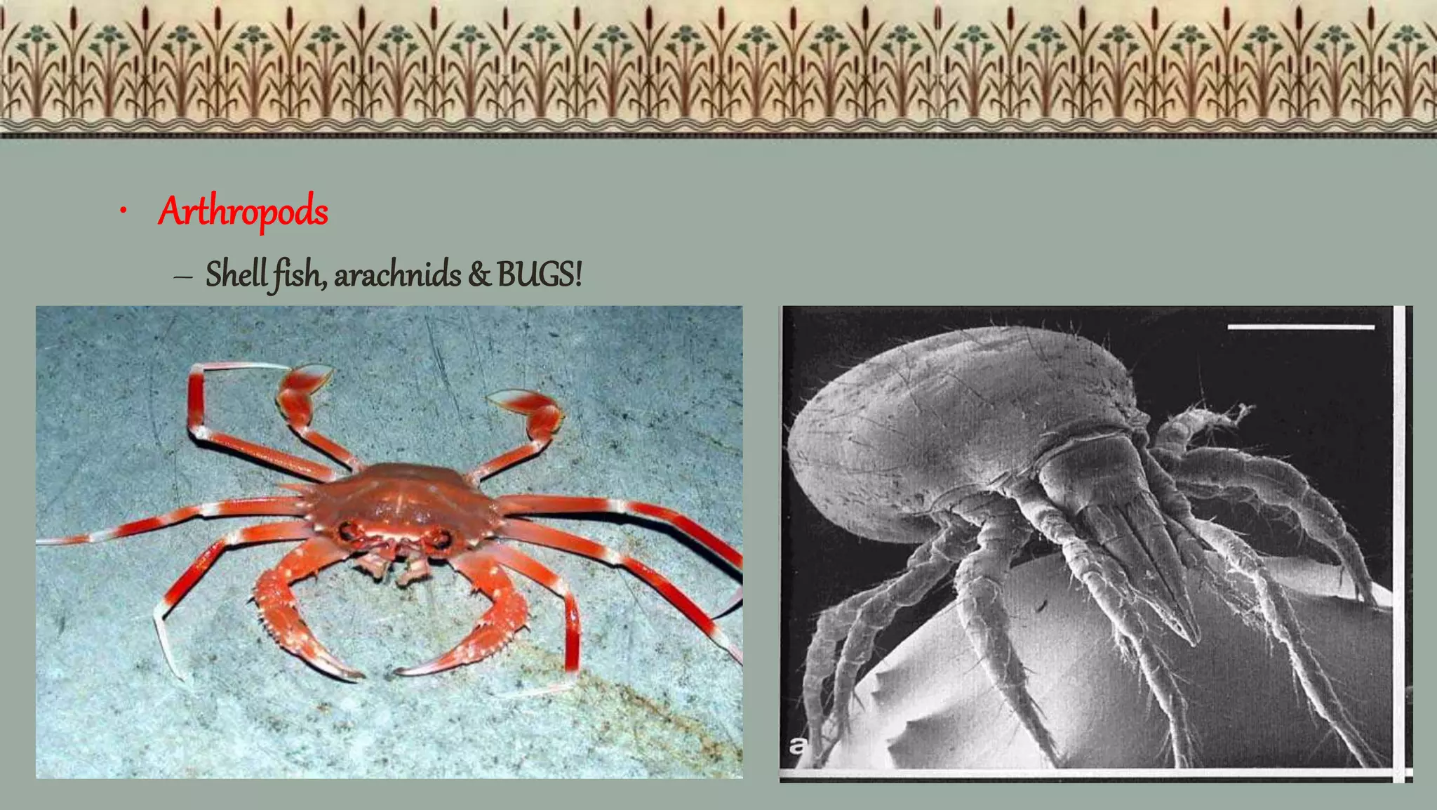 6 kingdoms classification | PPT