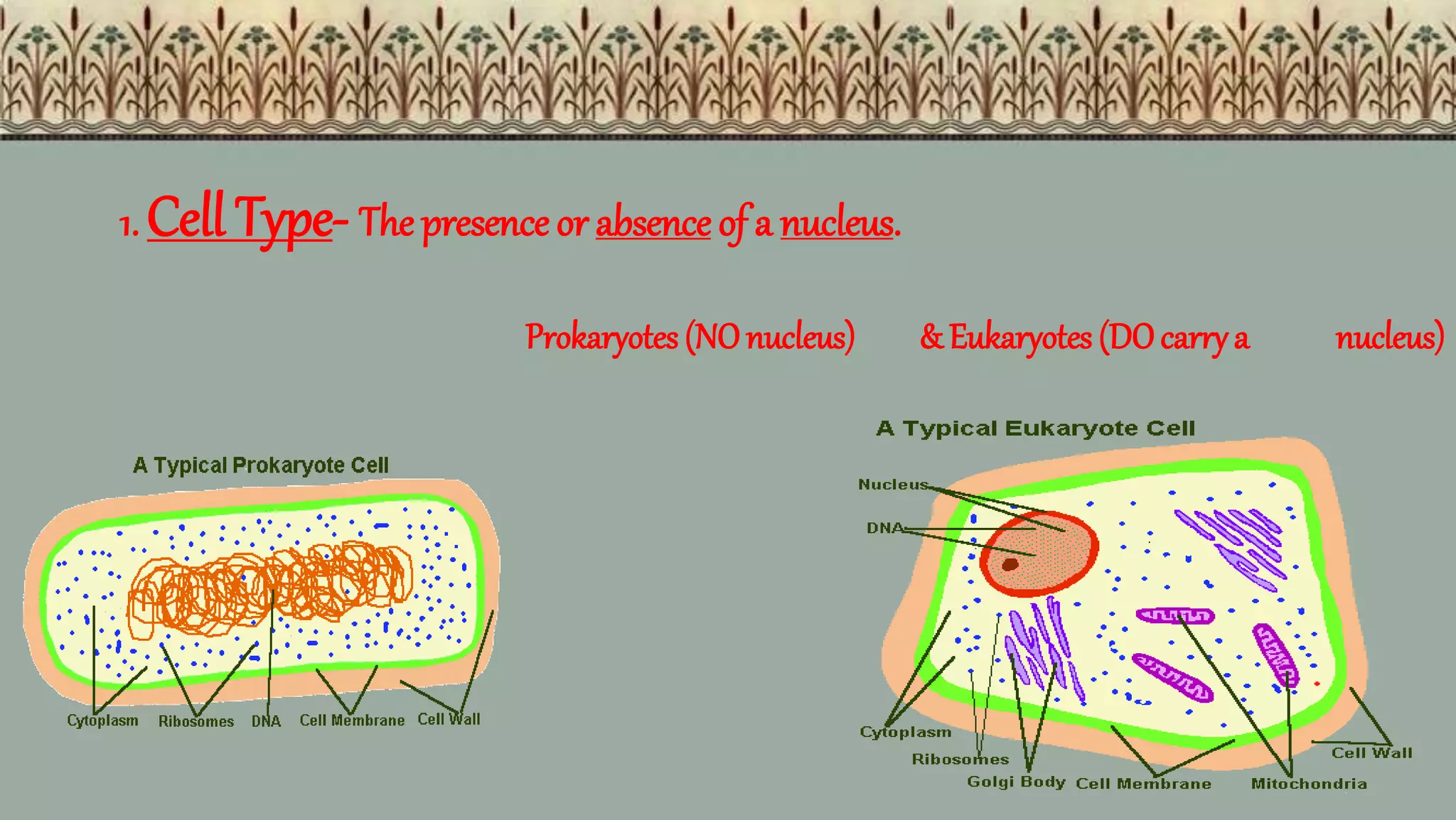 6 kingdoms classification | PPT