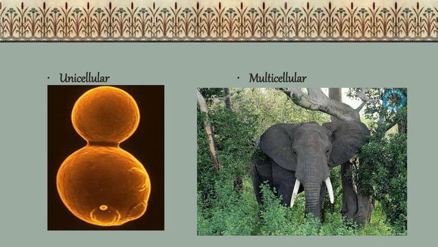 6 kingdoms classification | PPT