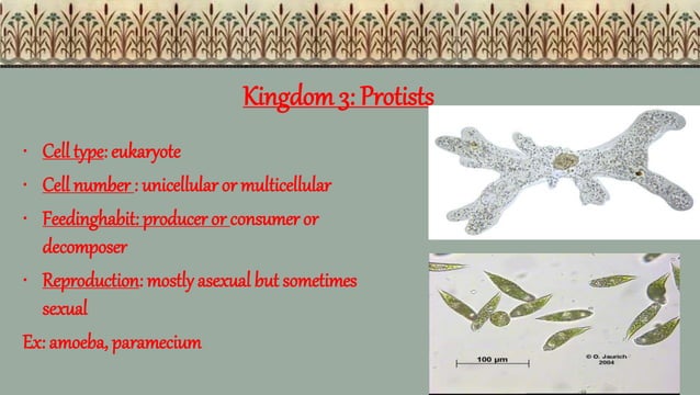 6 kingdoms classification | PPT