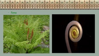 6 kingdoms classification | PPT