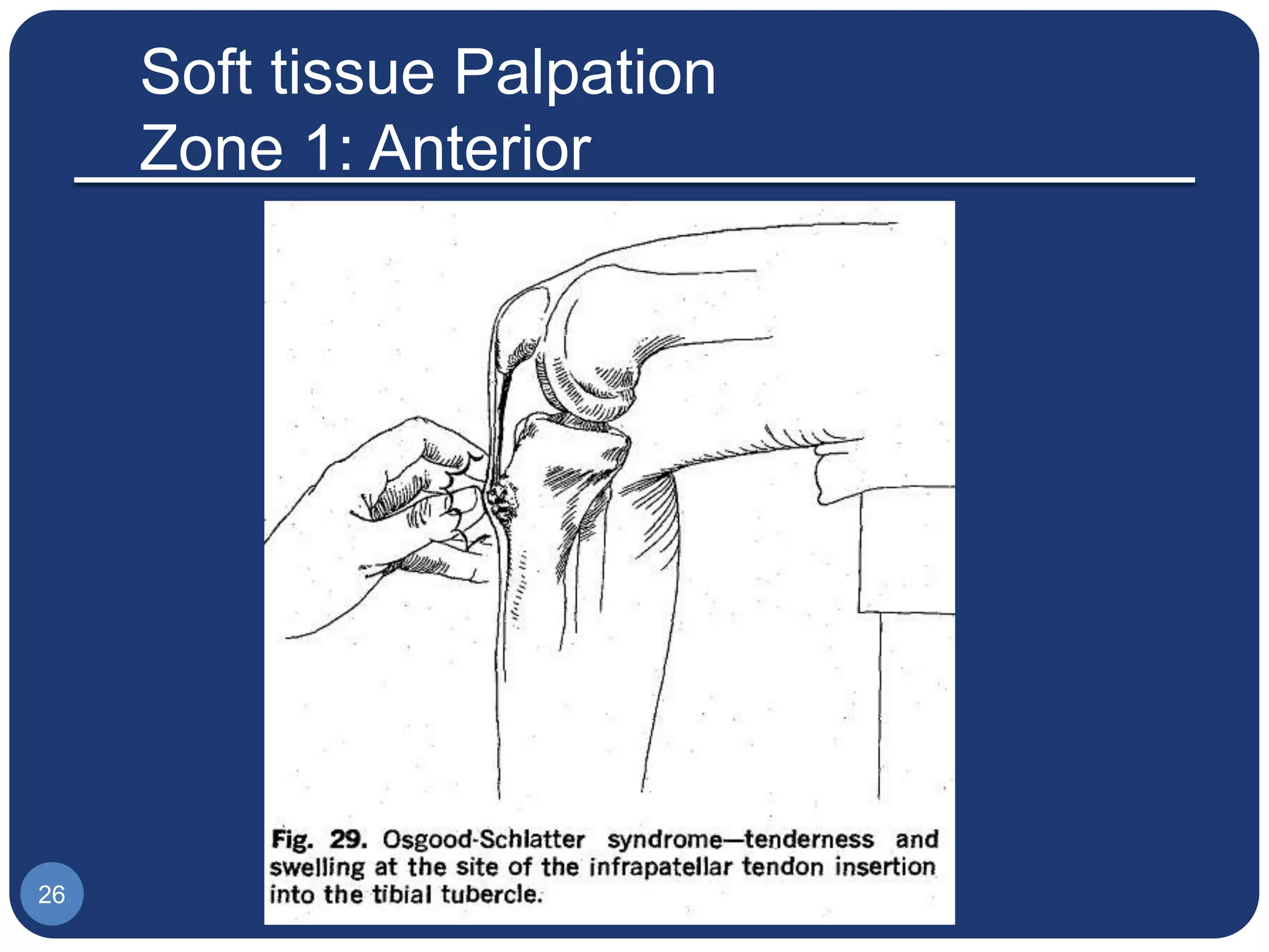6 knee joint palpation | PPT
