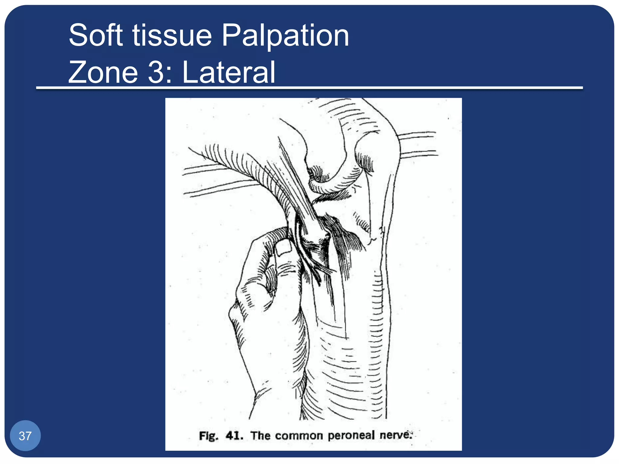 6 knee joint palpation | PPTX