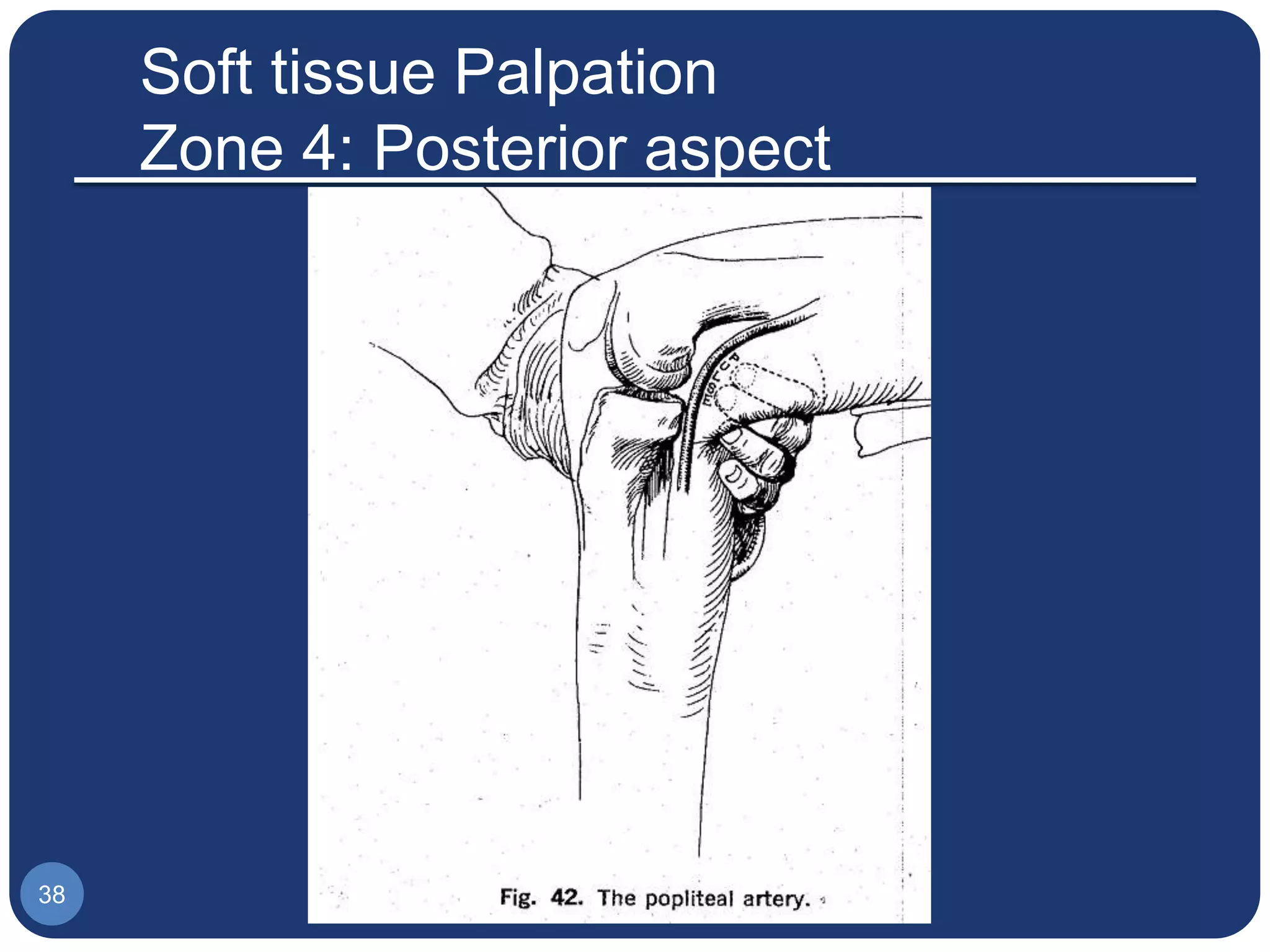 6 knee joint palpation | PPTX