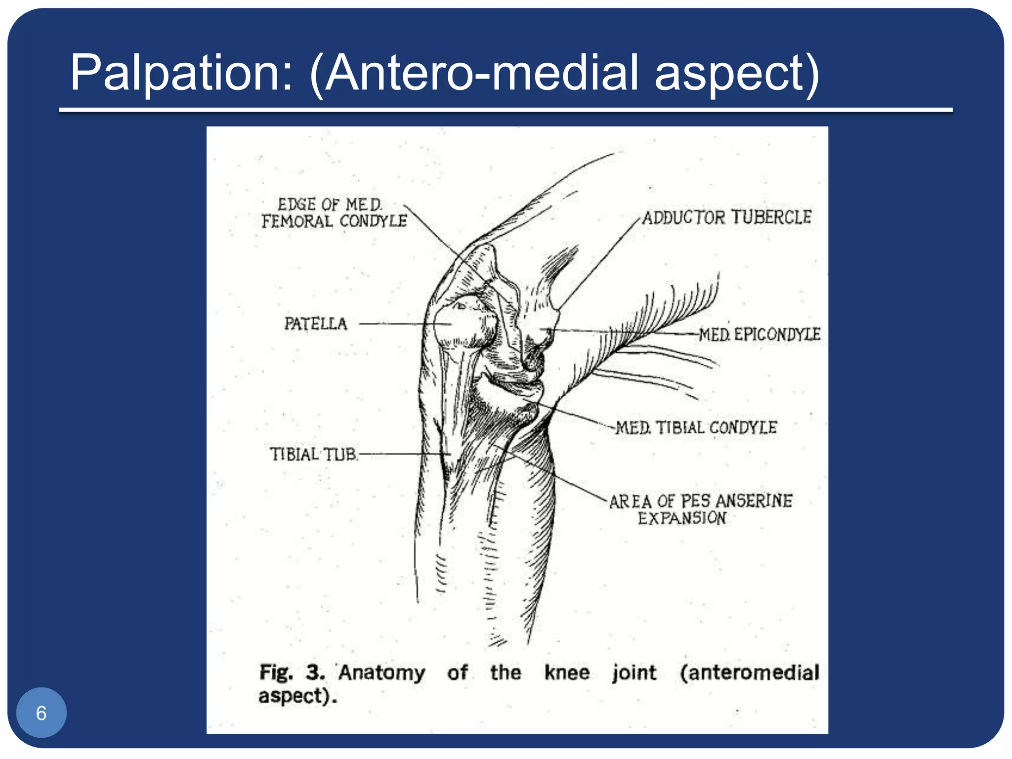 6 knee joint palpation | PPTX