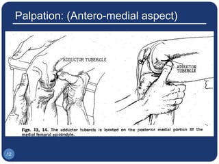 6 knee joint palpation | PPT