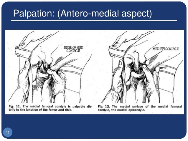 6 Knee Joint Palpation