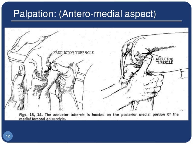 6 knee joint palpation