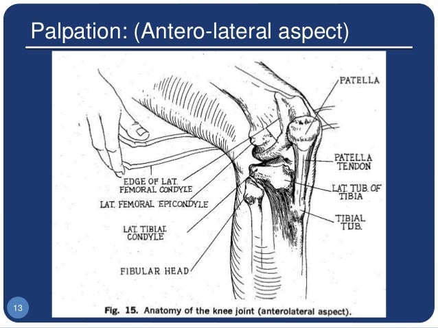 6 knee joint palpation