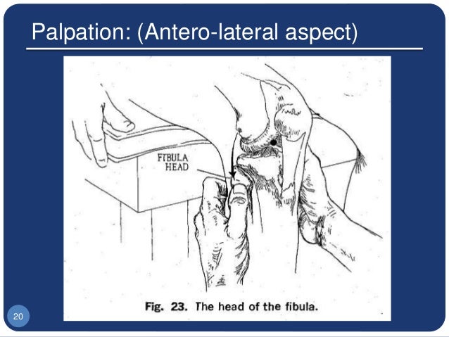 6 knee joint palpation