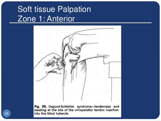 6 knee joint palpation