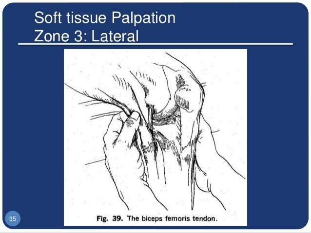6 knee joint palpation