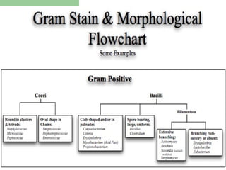 [Micro] classification of prokaryotes | PPT