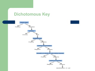 [Micro] classification of prokaryotes | PPT