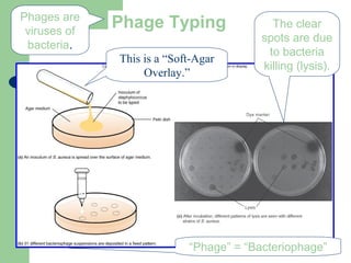[Micro] classification of prokaryotes | PPT
