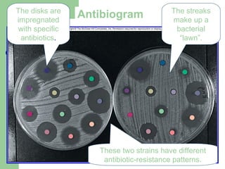 [Micro] classification of prokaryotes | PPT
