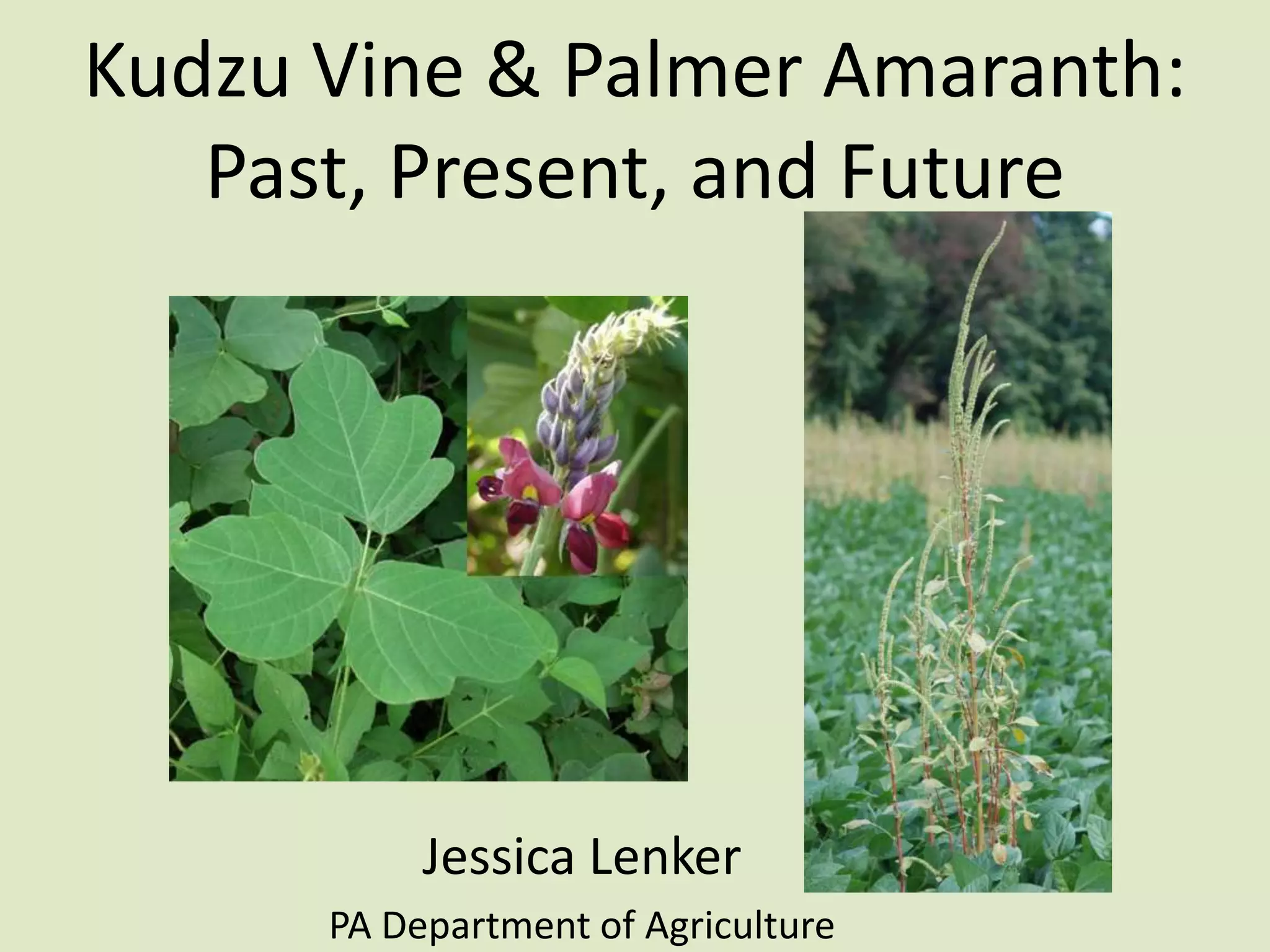 Kudzu and Palmer Amaranth Weed Pests | PPTX