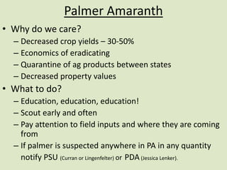 Kudzu and Palmer Amaranth Weed Pests | PPT