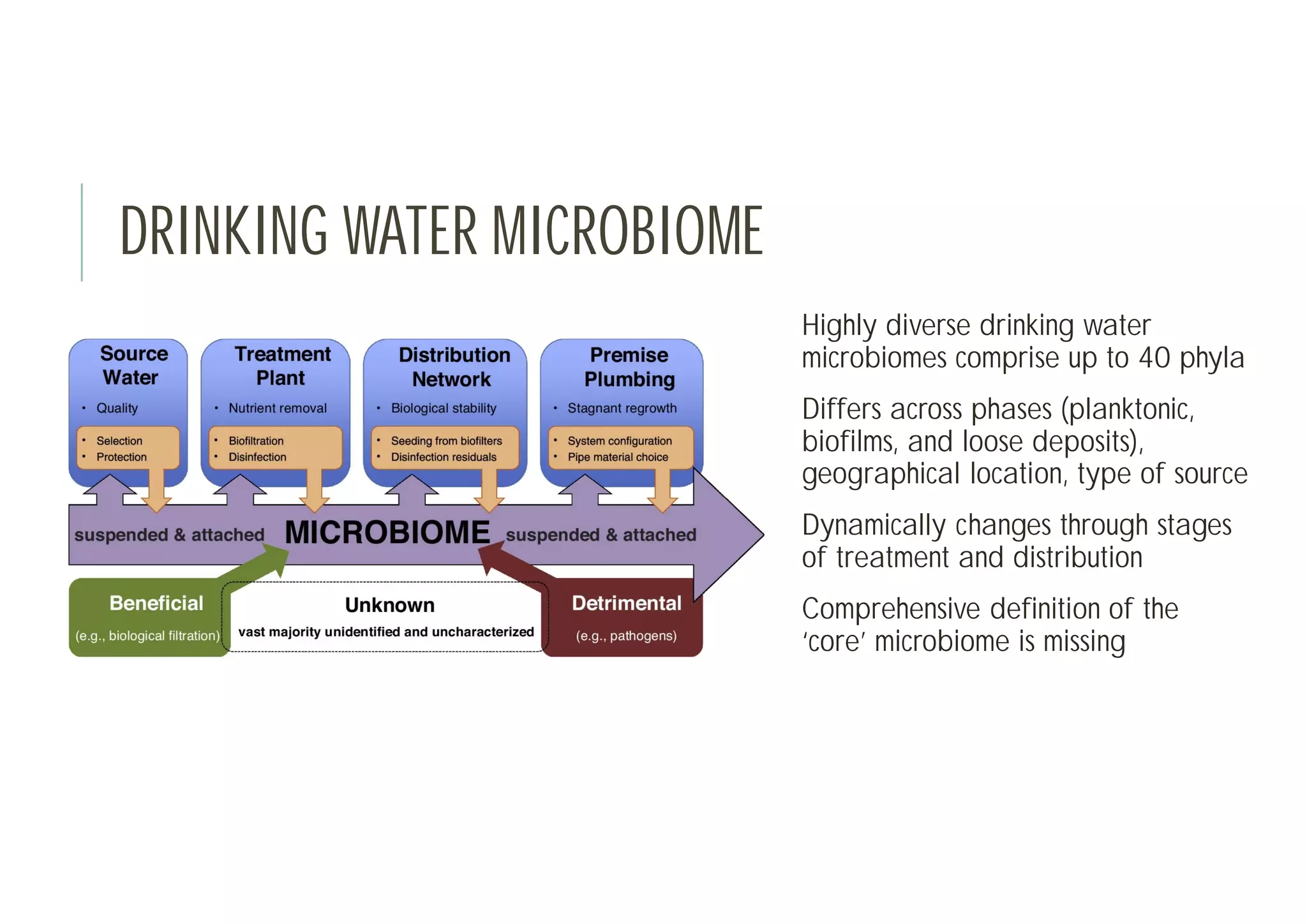 Bacteria in Drinking water | PDF