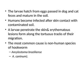 6 LARVA MIGRANS.pptx. It is used by medical student | PPTX