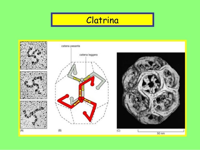 6 lez biochimica