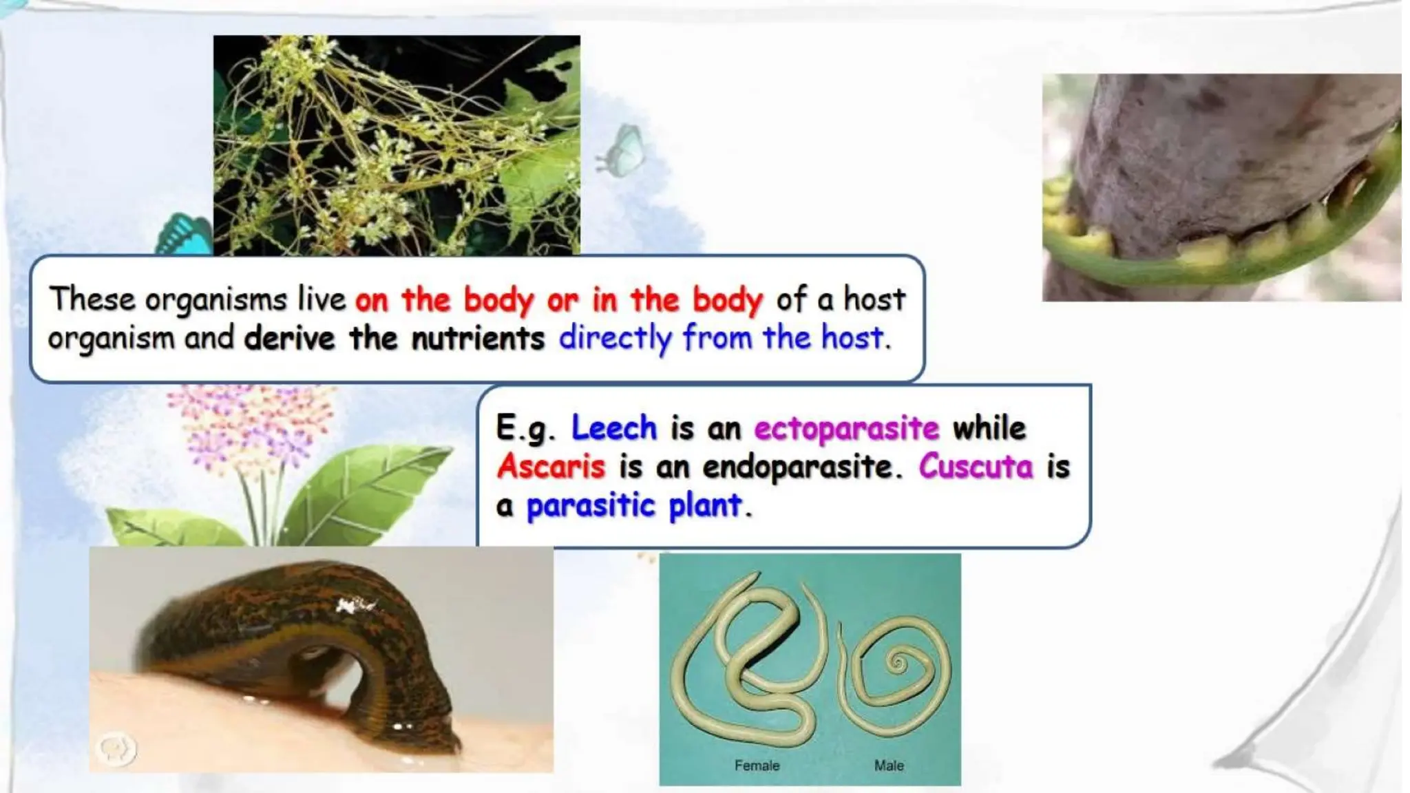 cbse form 10 science Life Process human.pptx