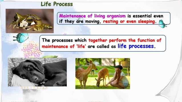 cbse form 10 science Life Process human.pptx | Biological Sciences ...