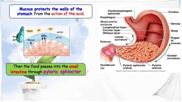 cbse form 10 science Life Process human.pptx | Biological Sciences | Science