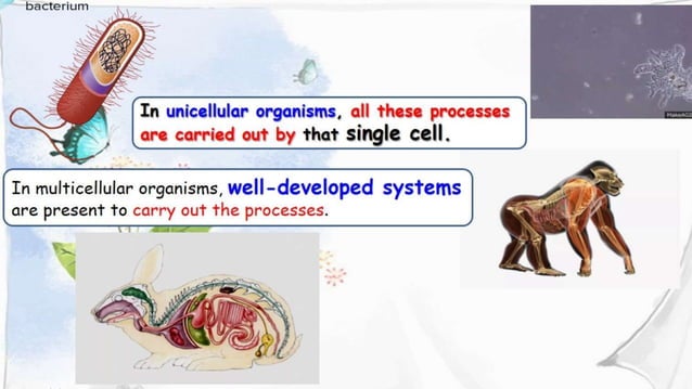 cbse form 10 science Life Process human.pptx | Biological Sciences | Science