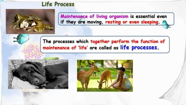 Chapter 6 Life Process CBSE Biology Science 1.pptx | Free Download