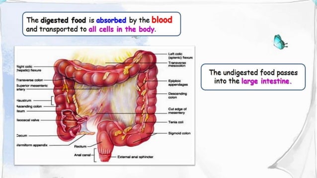 Chapter 6 Life Process CBSE Biology Science 1.pptx