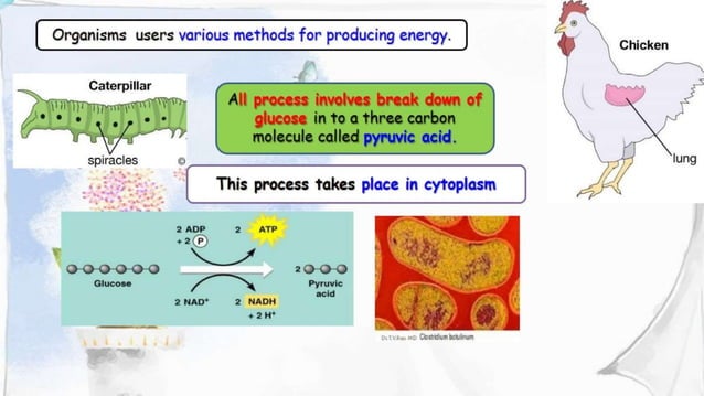 Chapter 6 Life Process CBSE Biology Science 1.pptx